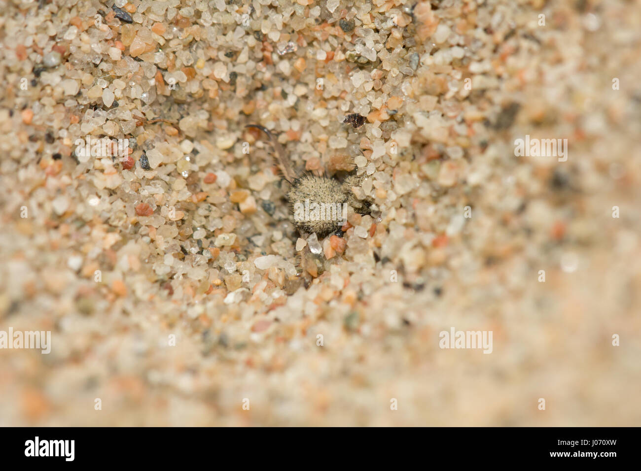 Sand pit ant hi-res stock photography and images - Alamy