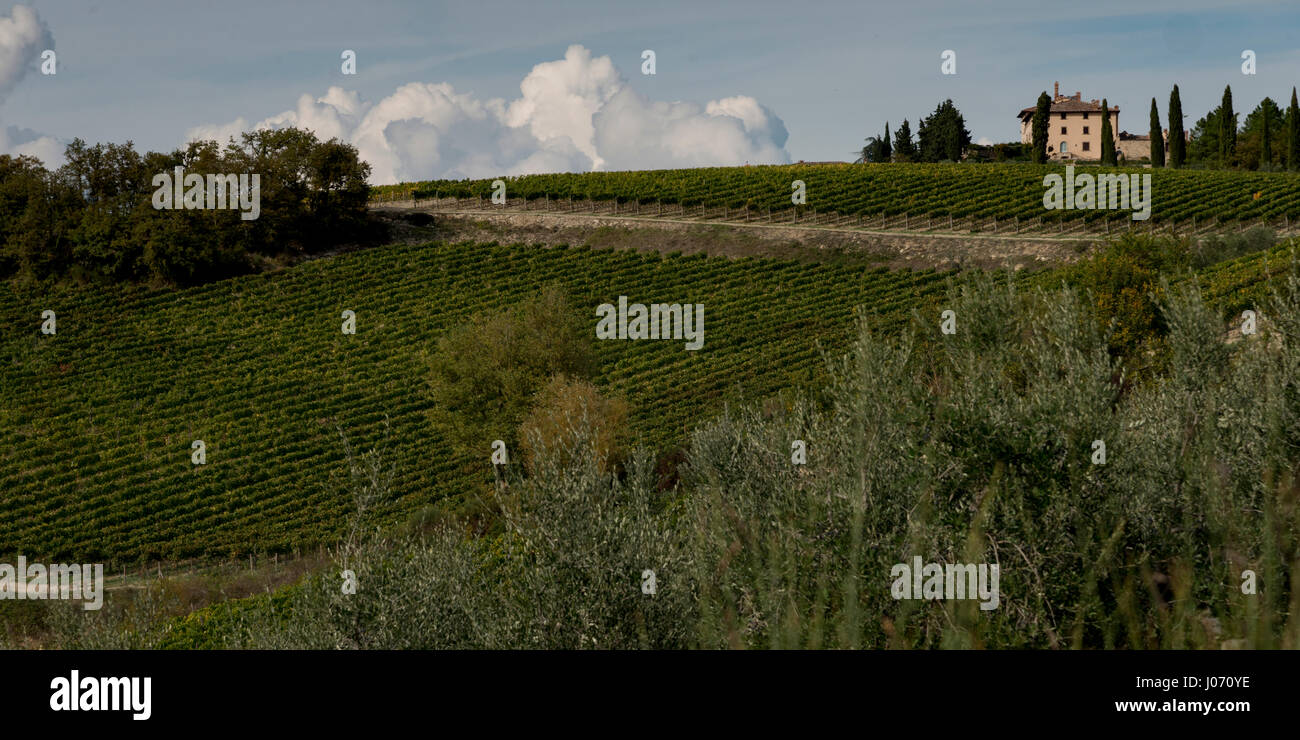 Grape Vines in vineyards with houses in background, Chianti, Tuscany ...
