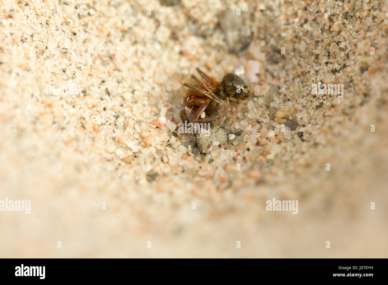 Lion ant hi-res stock photography and images - Alamy
