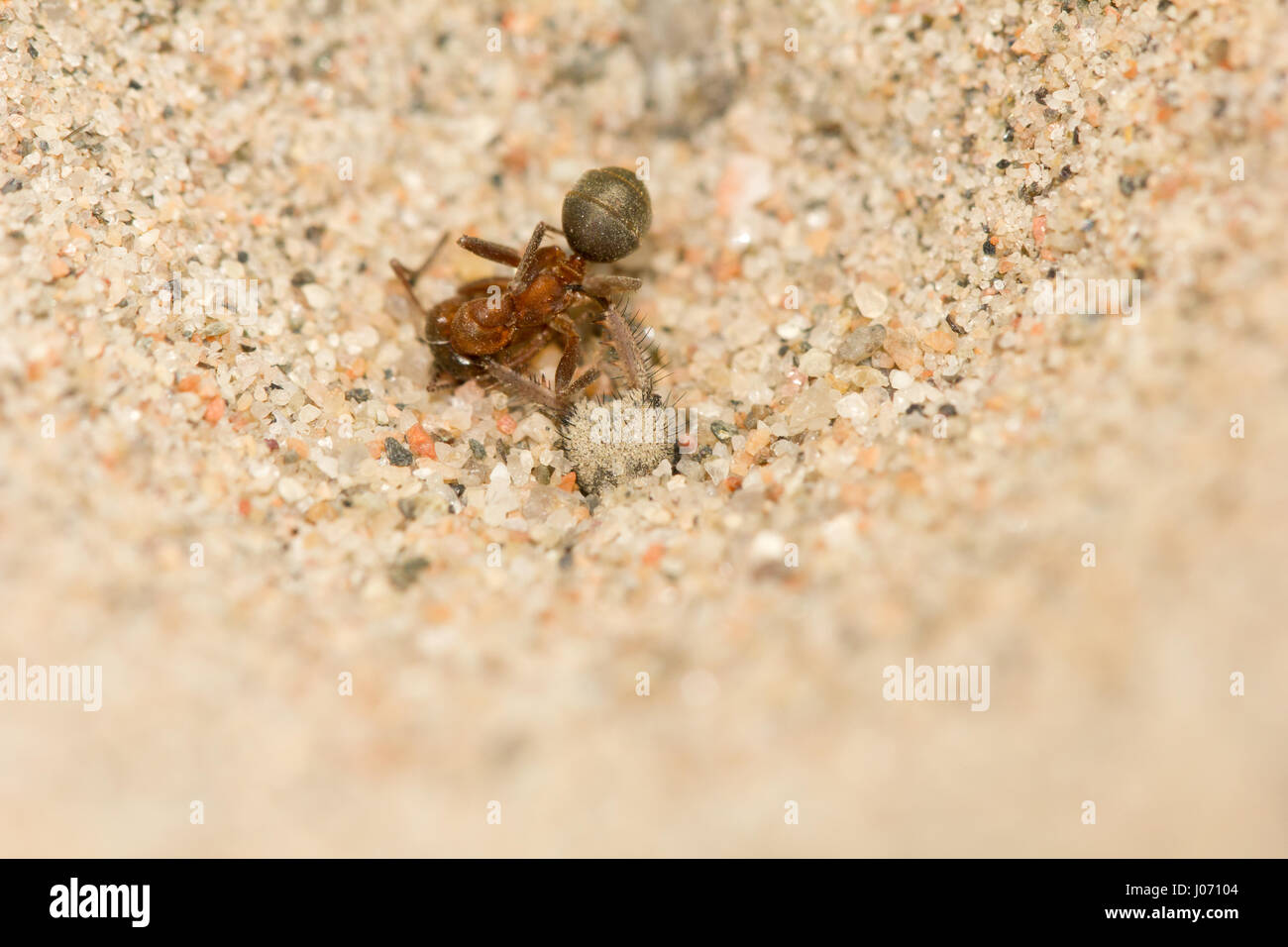 Antlion larvae hi-res stock photography and images - Alamy