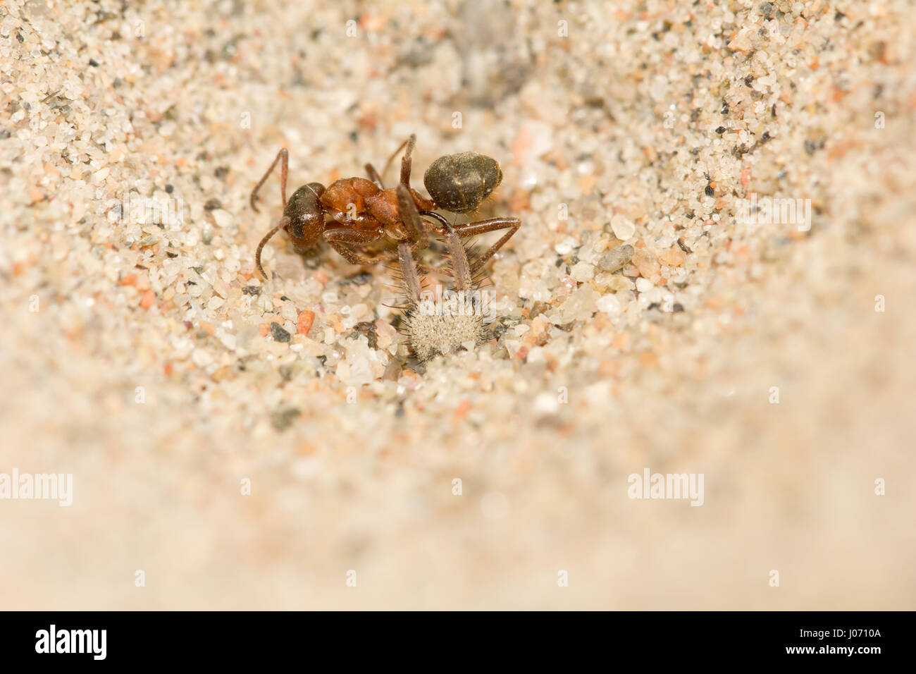 Antlion Larva High Resolution Stock Photography and Images - Alamy