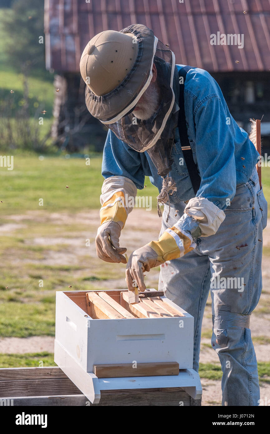 A South Carolina beekeeper installs a package of bees in a Langstroth ...