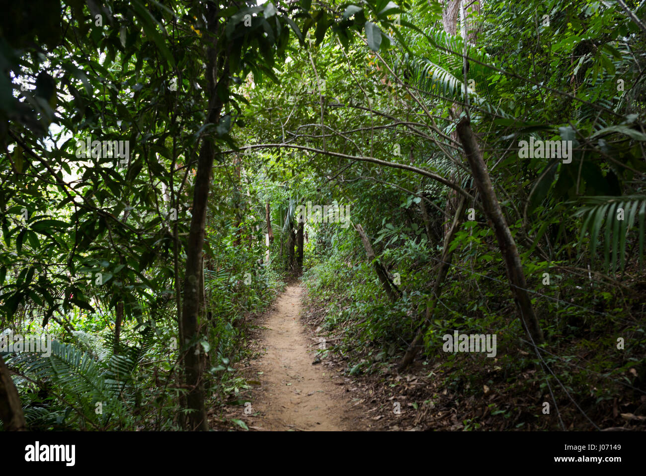 Footpath in tropical rainforest, Yelapa, Jalisco, Mexico Stock Photo ...