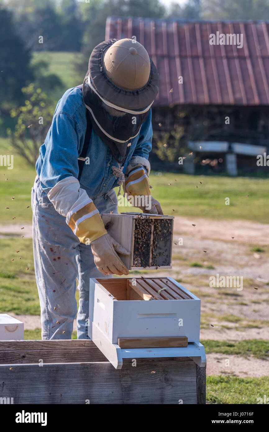 Langstroth hive hi-res stock photography and images - Alamy