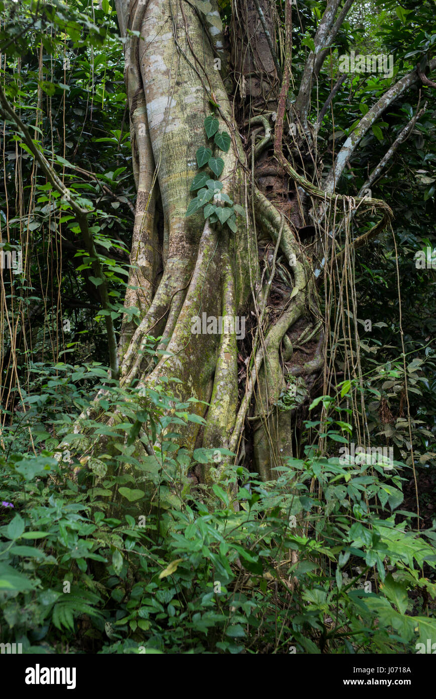 Trees in tropical rainforest, Yelapa, Jalisco, Mexico Stock Photo - Alamy