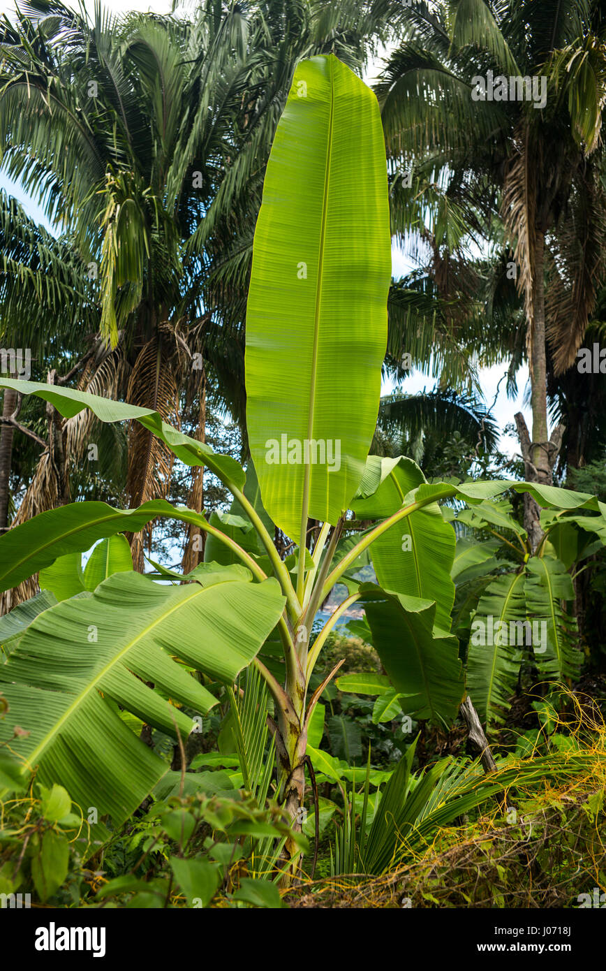 Trees in tropical rainforest, Yelapa, Jalisco, Mexico Stock Photo - Alamy
