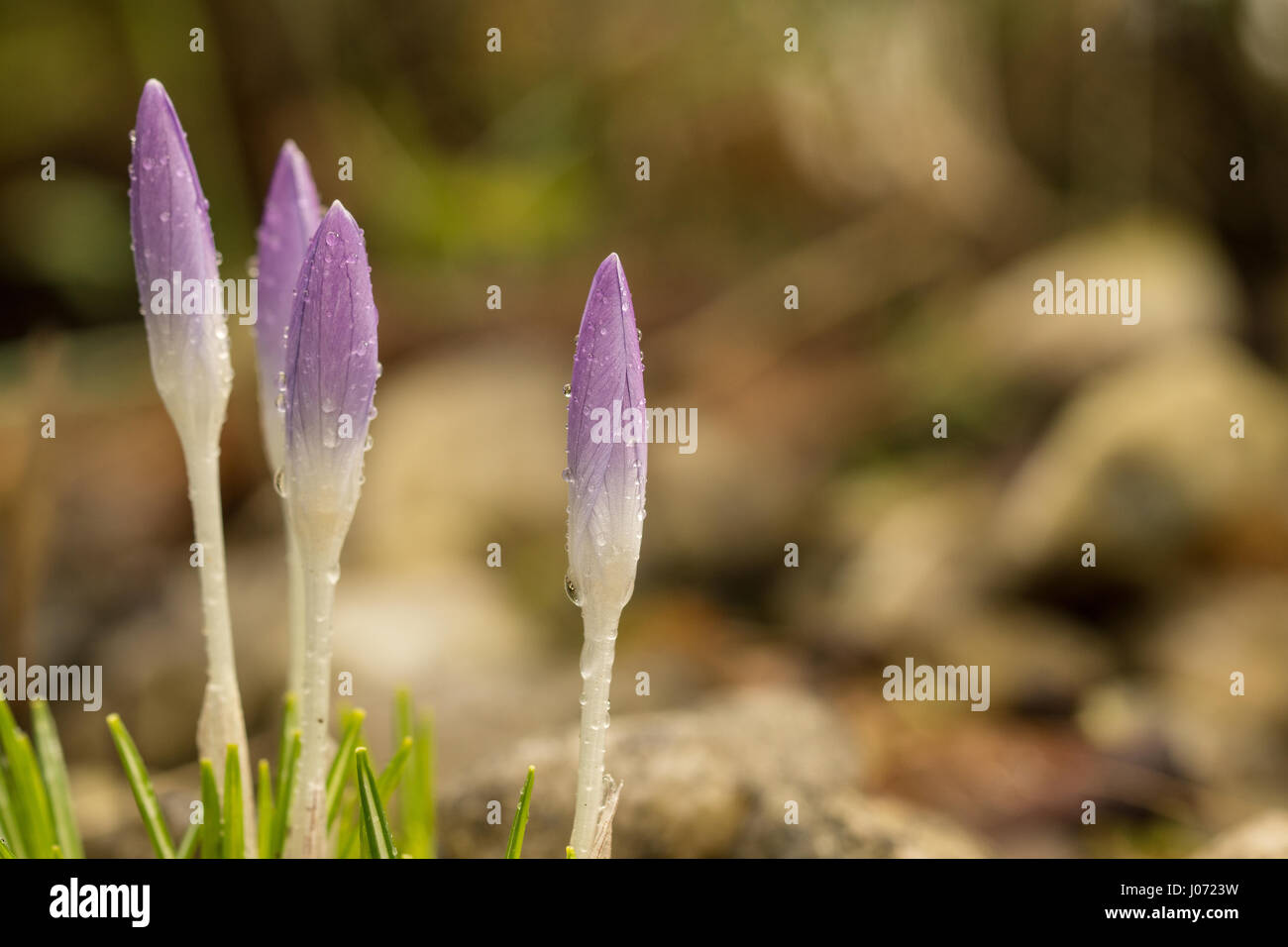 Purple crocuses by the wayside Stock Photo - Alamy