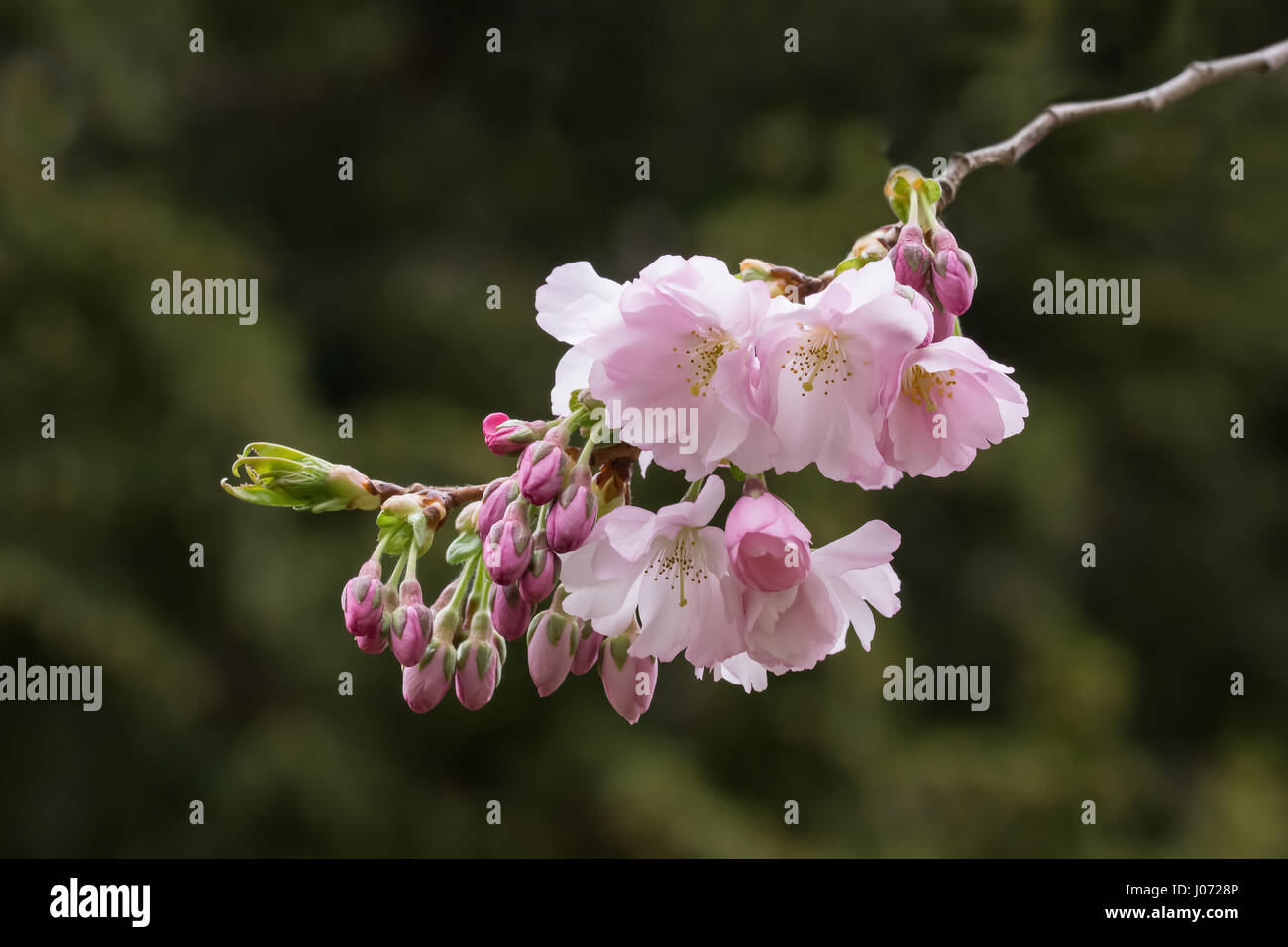 Pink cherry tree branch with blooming cherry blossoms and buds on dark ...