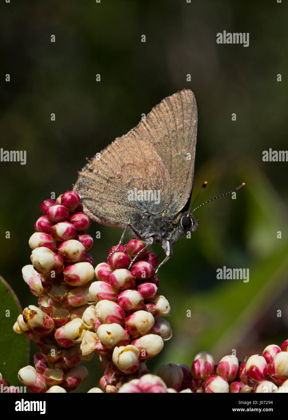 Elfin butterfly hi-res stock photography and images - Alamy