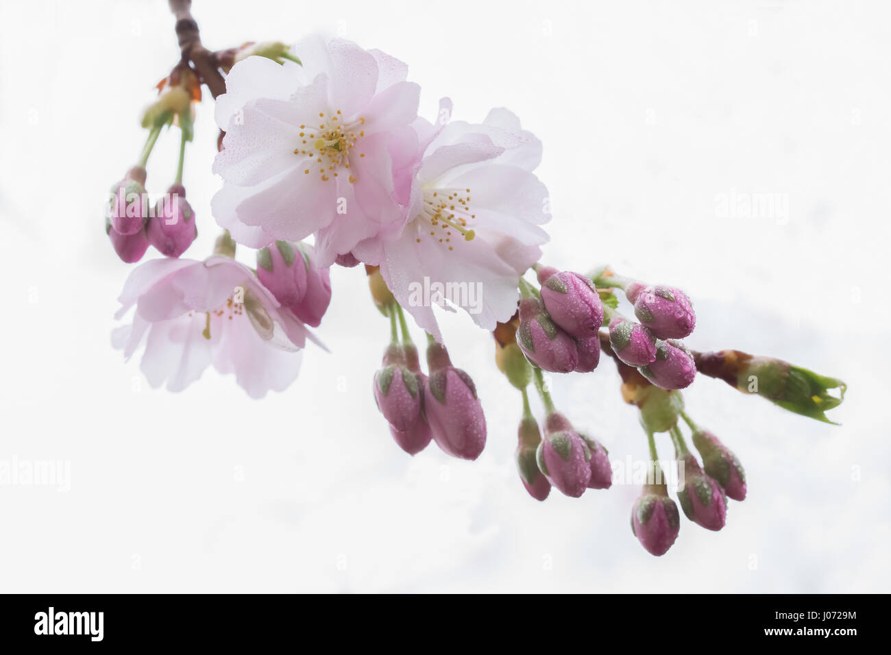 Cherry tree branch on white sky background Stock Photo - Alamy