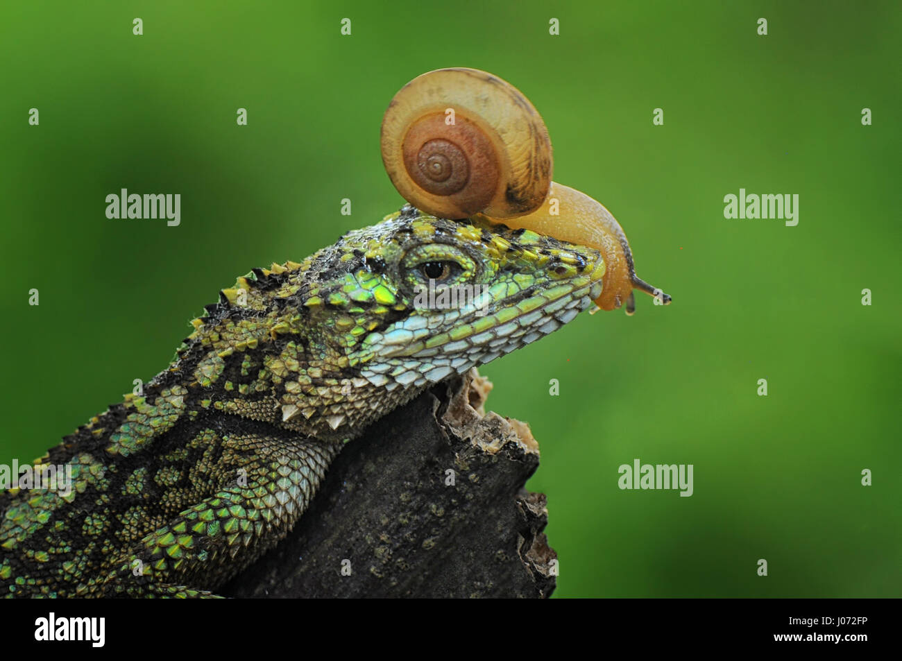 Snail And Lizard Stock Photo - Alamy