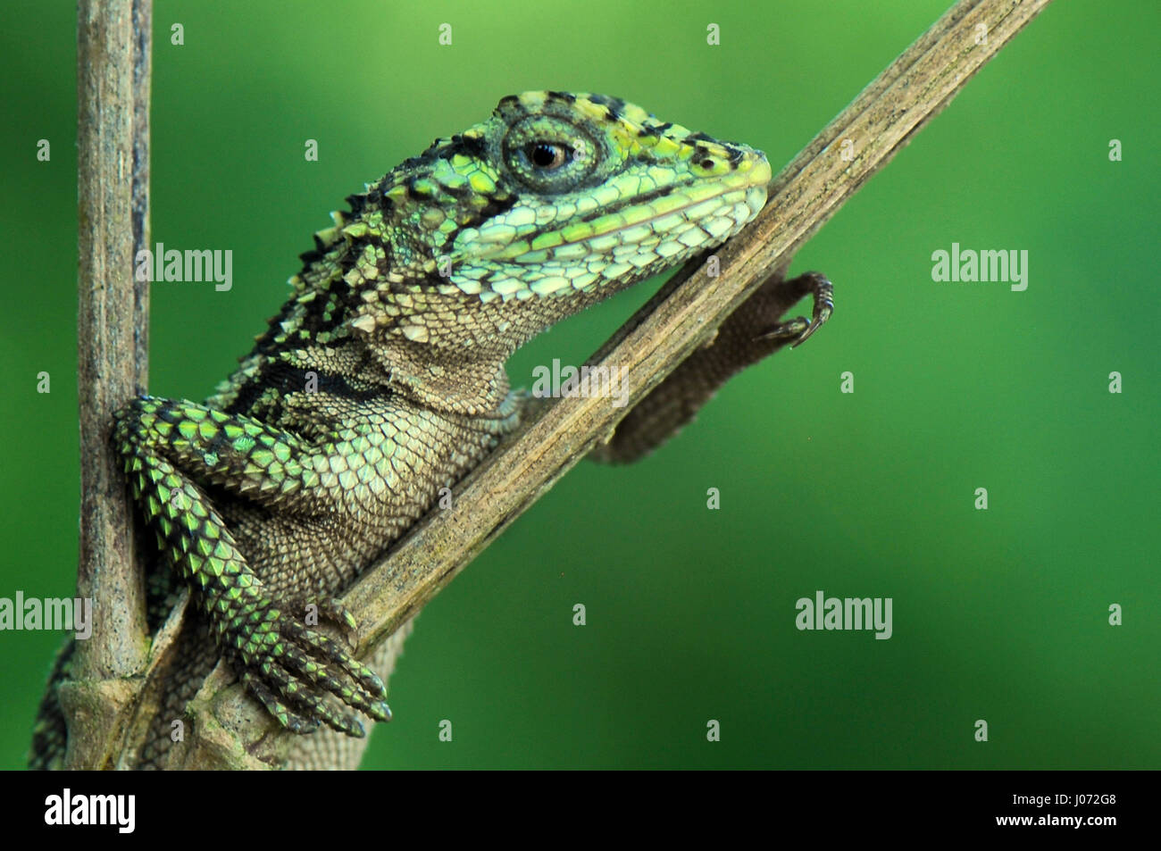 Japalura Lizard Mountain Stock Photo - Alamy