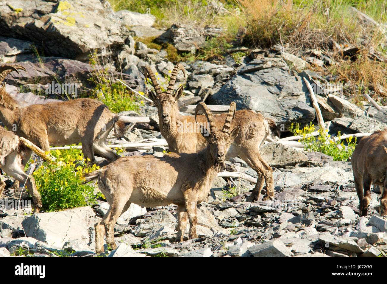 The family of mountain goats Stock Photo - Alamy