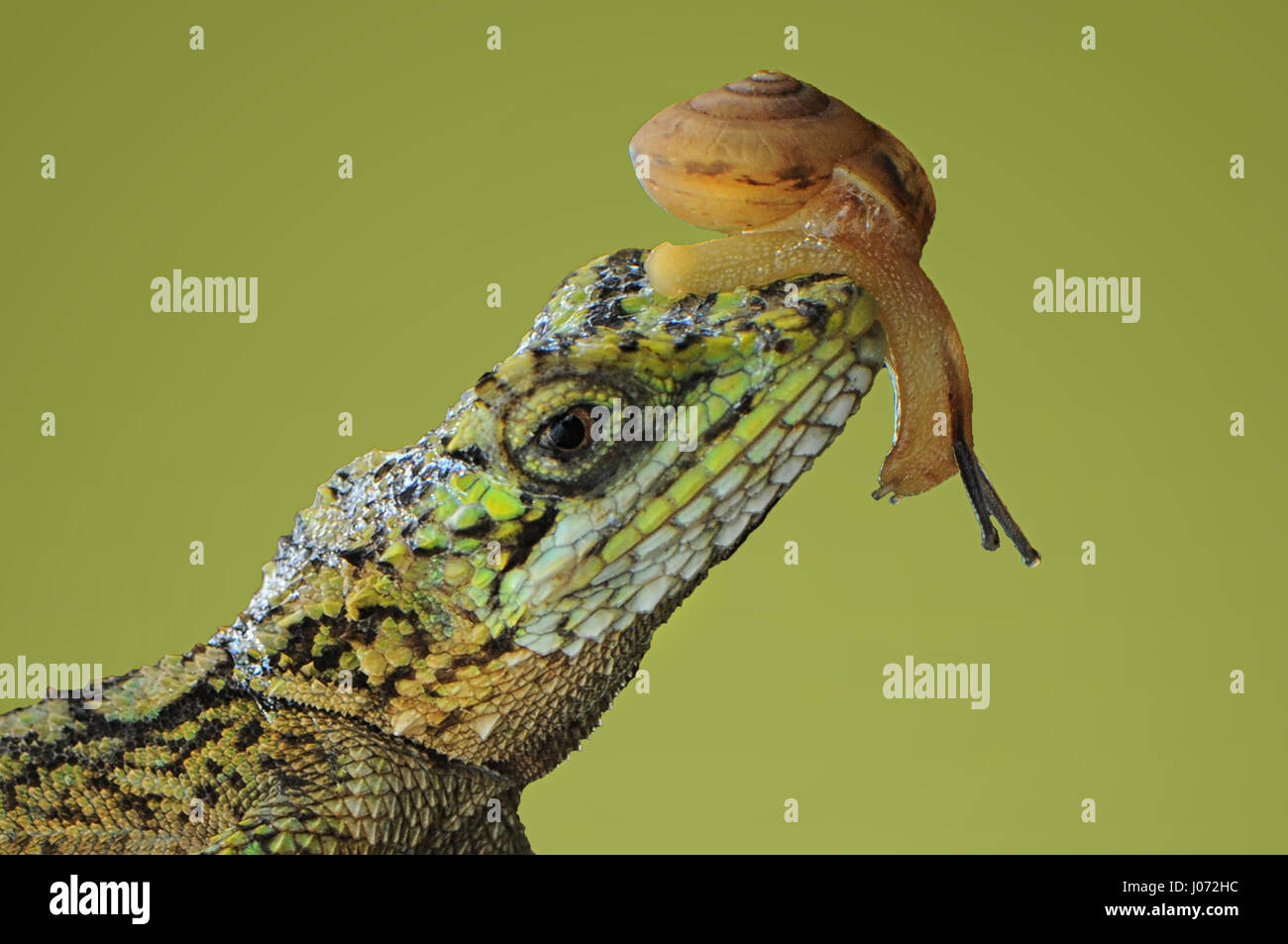 Snail And Lizard Stock Photo - Alamy