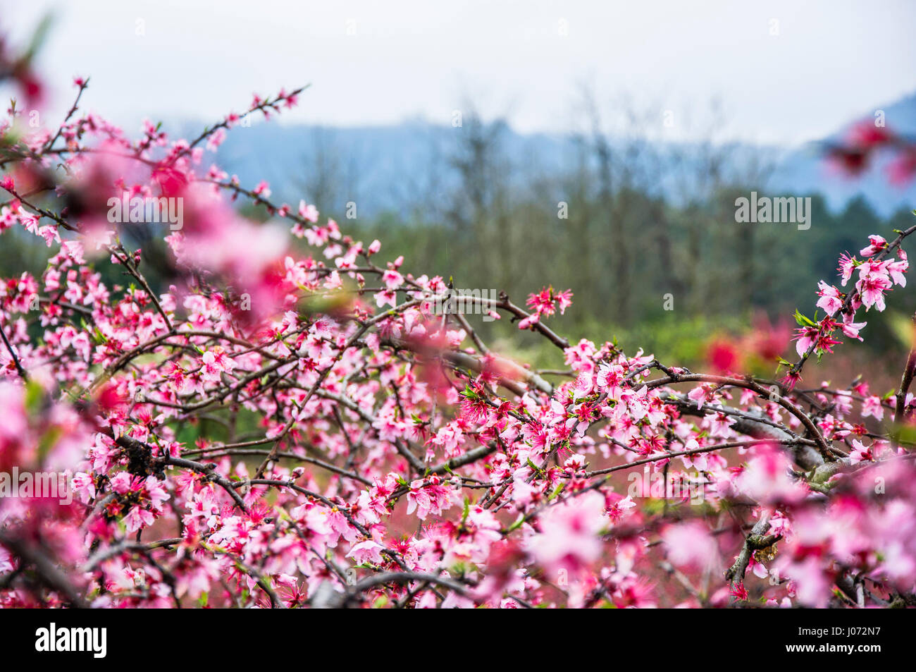 Peach tree bloom hi-res stock photography and images - Alamy