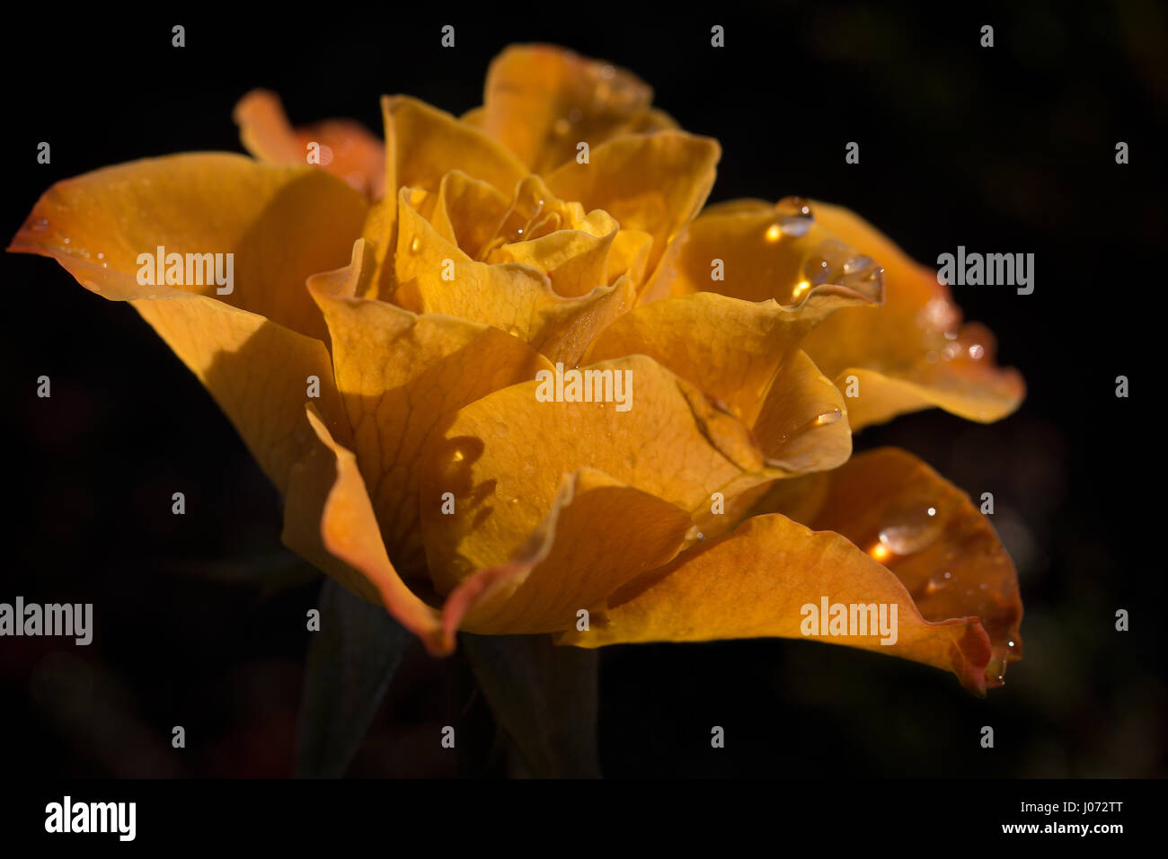 Sunlight is shining through a single yellow rose, making it look ...
