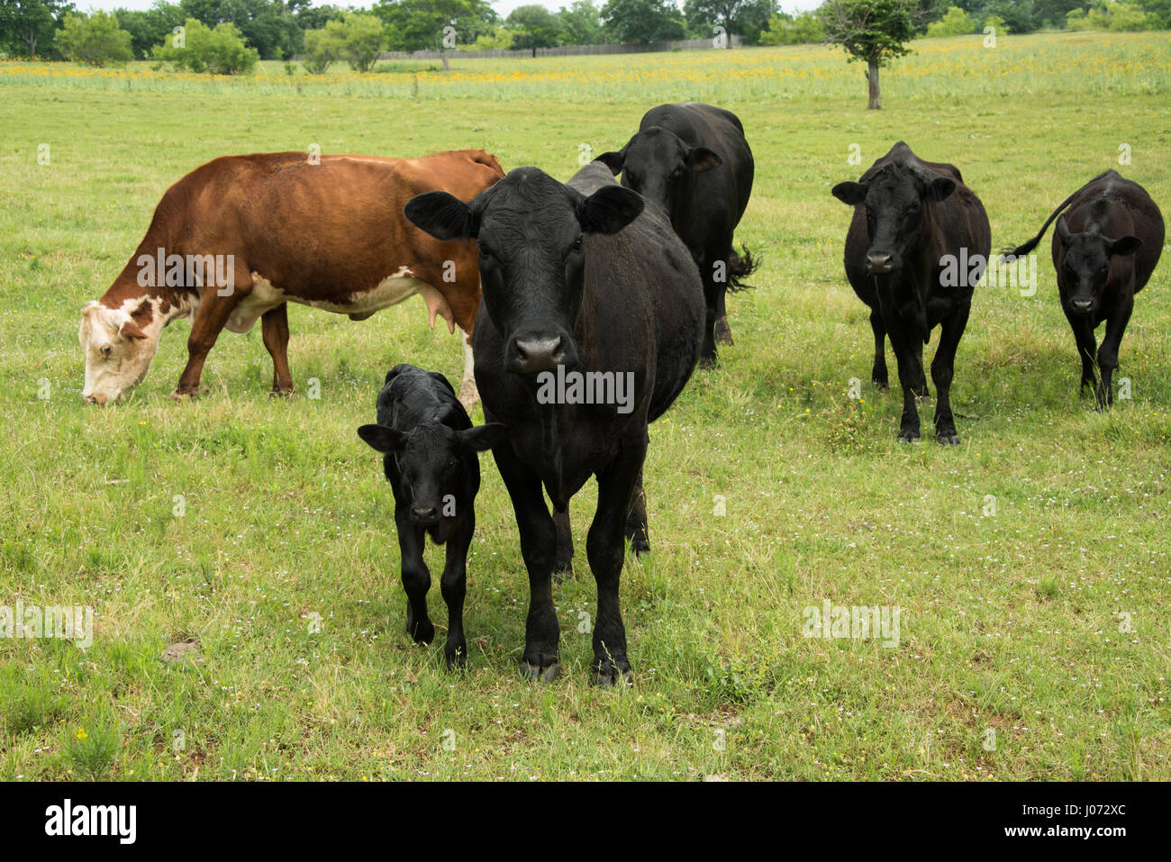 Black angus cow and calf pair in herd on green pasture Stock Photo - Alamy