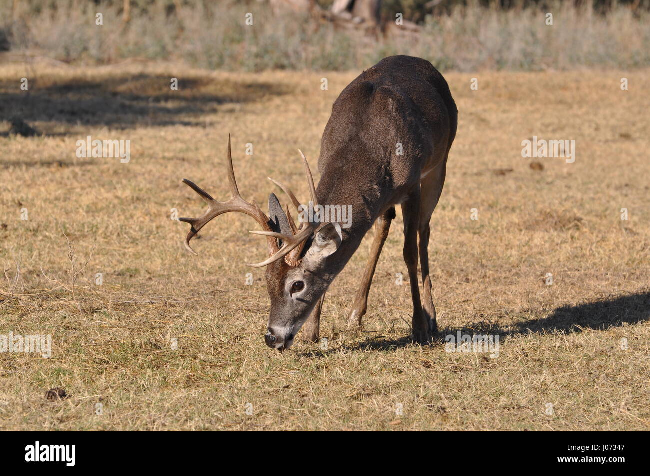 Whitetail deer eating grass hi-res stock photography and images - Alamy
