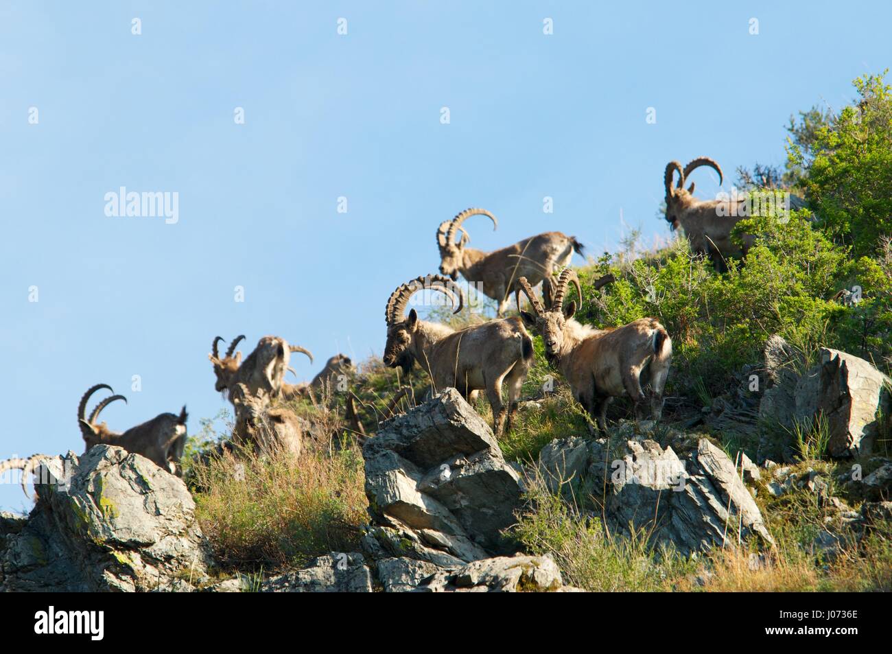 Group canadian goats hi-res stock photography and images - Alamy