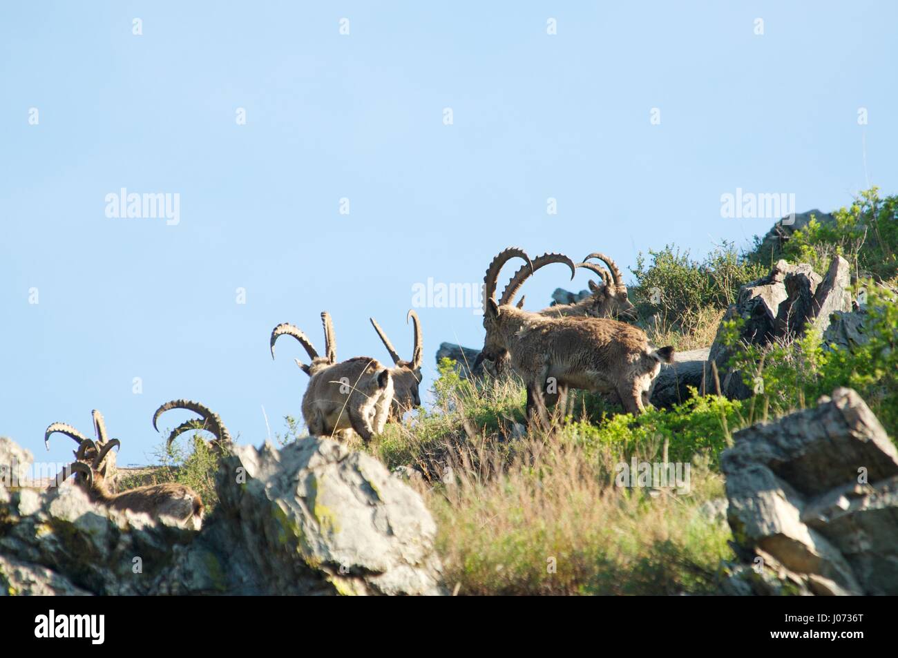 The family of mountain goats Stock Photo - Alamy