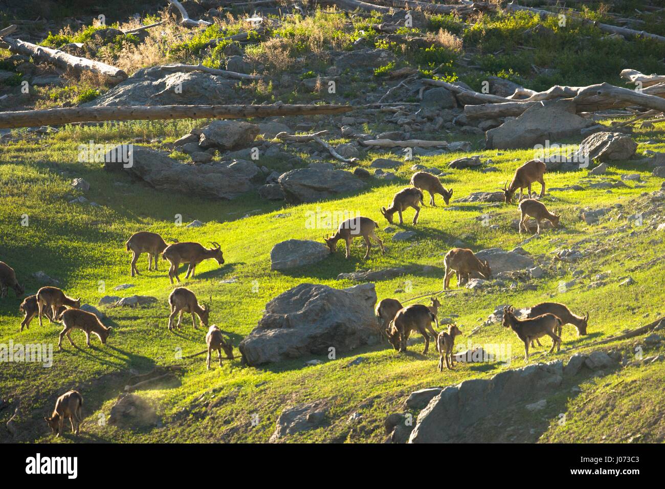 Group canadian goats hi-res stock photography and images - Alamy