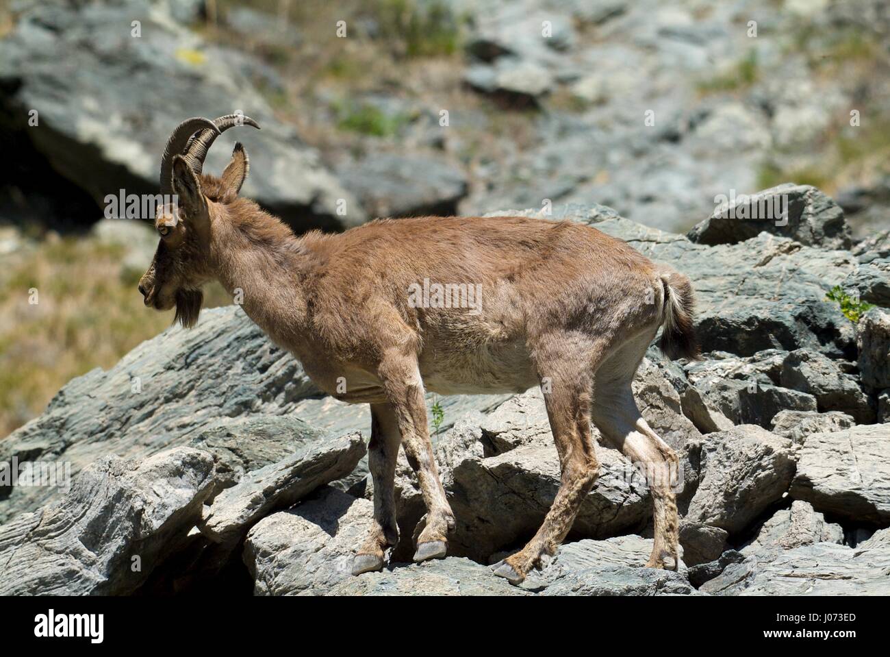 Mountain goat descends on stones Stock Photo - Alamy
