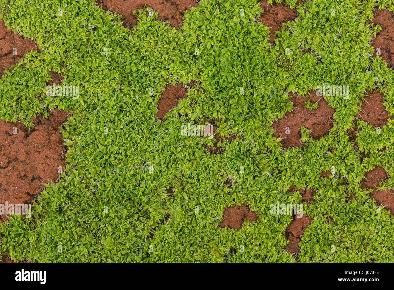 Algae background brick hi-res stock photography and images - Alamy