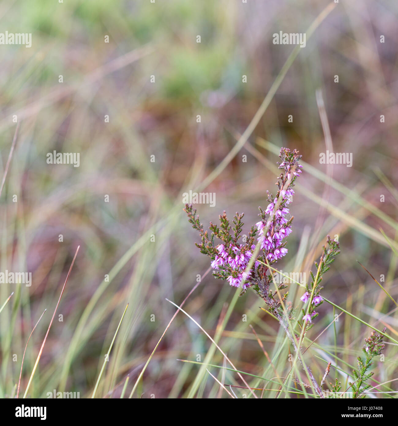 closeup of beautiful green grass with blur background Stock Photo - Alamy