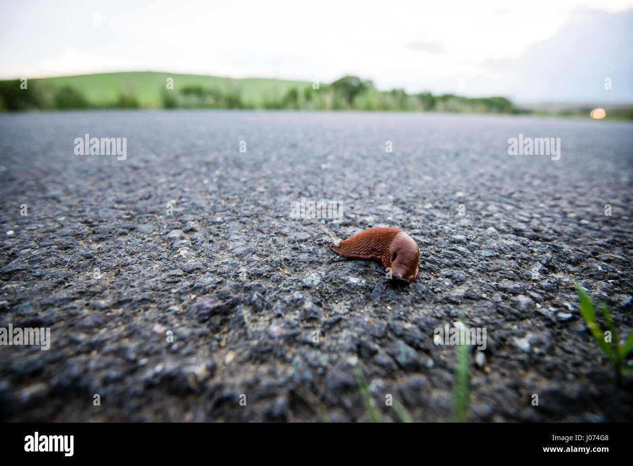 slug racing a car on a country road in summer at countryside with trees ...