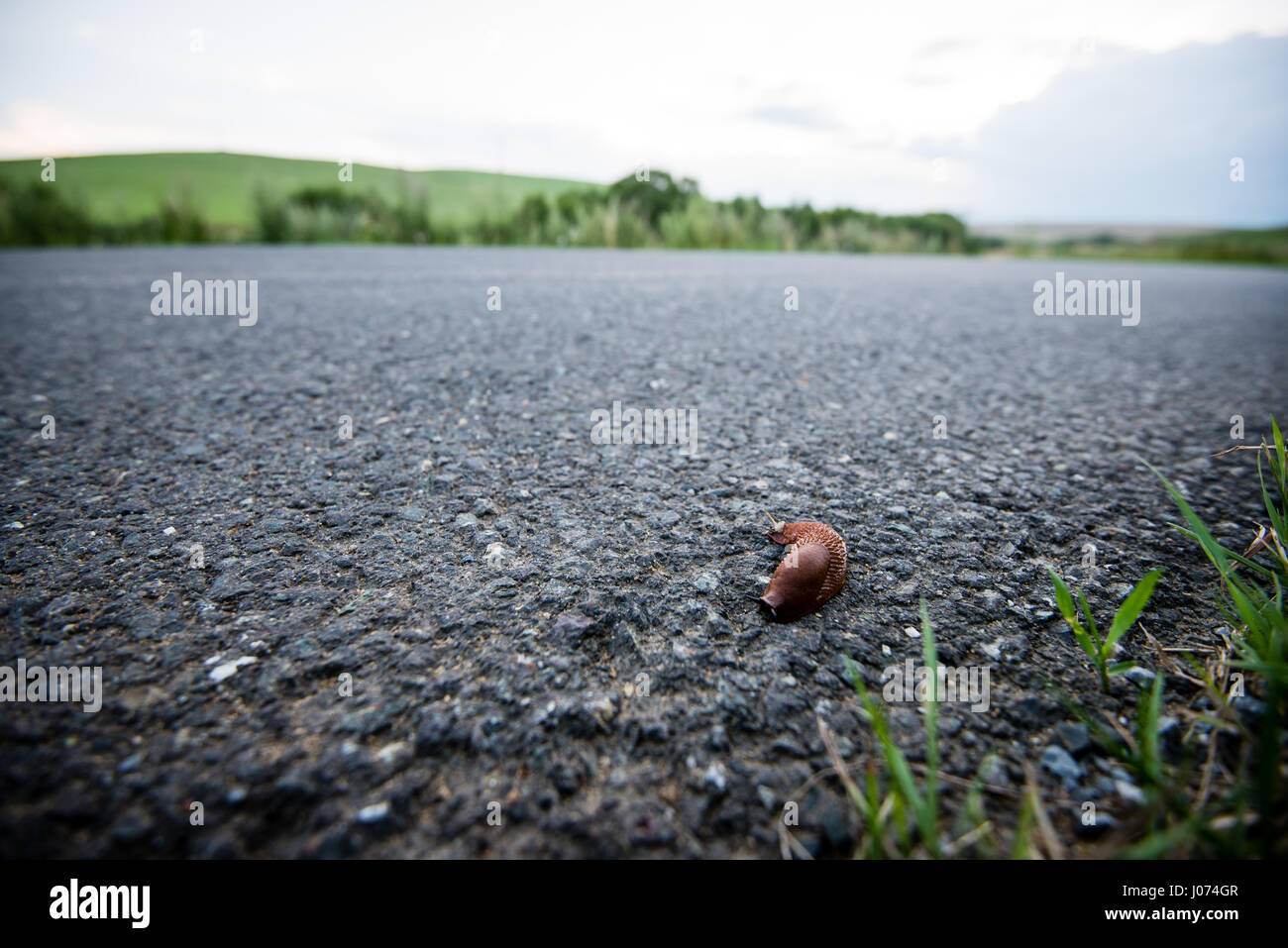 slug racing a car on a country road in summer at countryside with trees ...