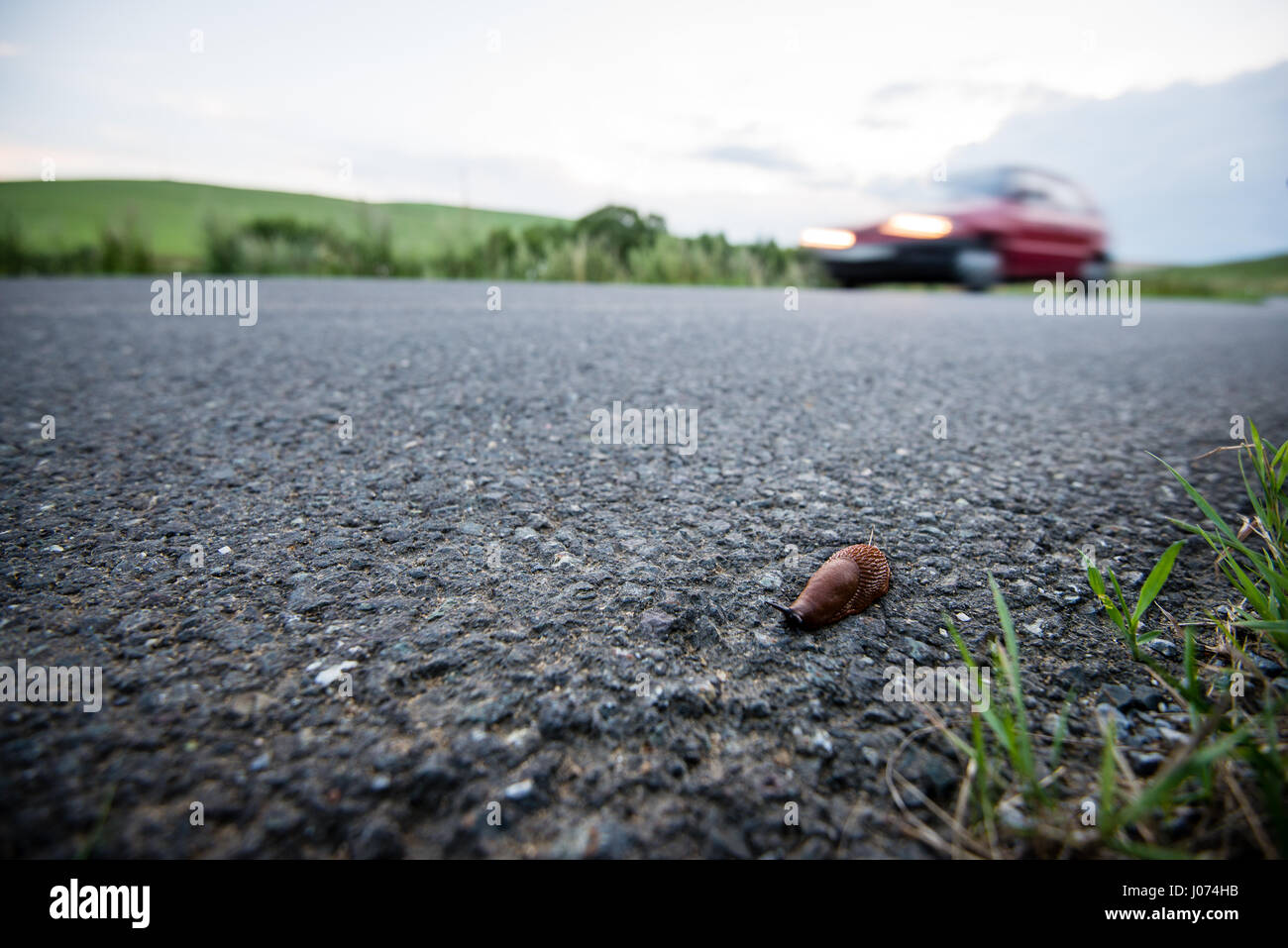 slug racing a car on a country road in summer at countryside with trees ...