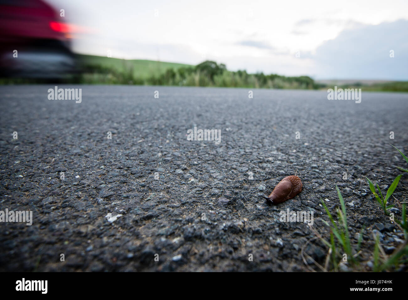 Slug road car hi-res stock photography and images - Alamy