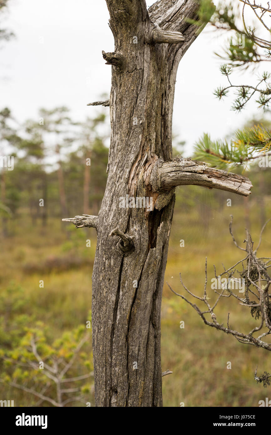 tree trunk closeup Stock Photo - Alamy