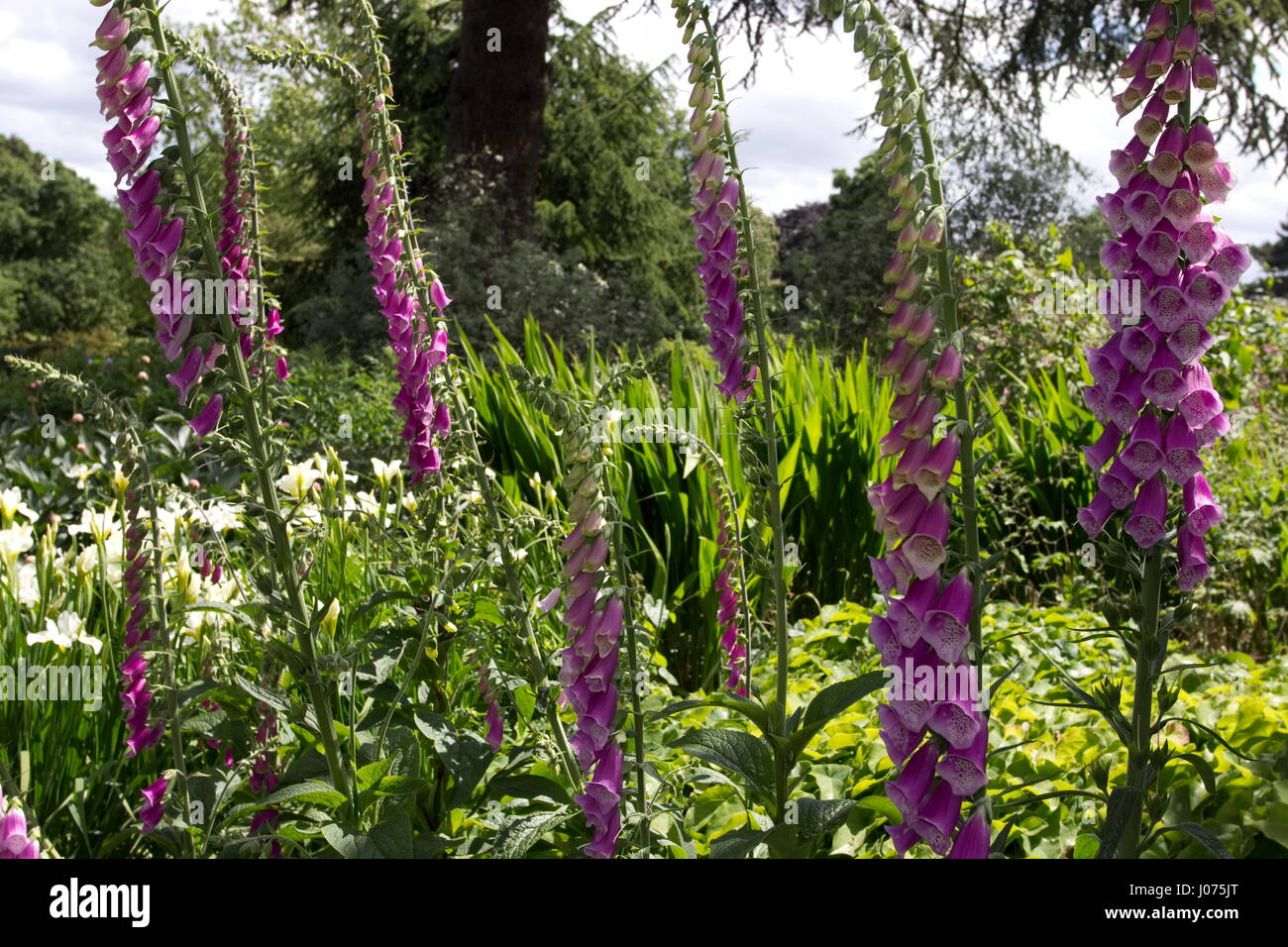 Digitalis Camelot Rose Foxglove Stock Photo - Alamy