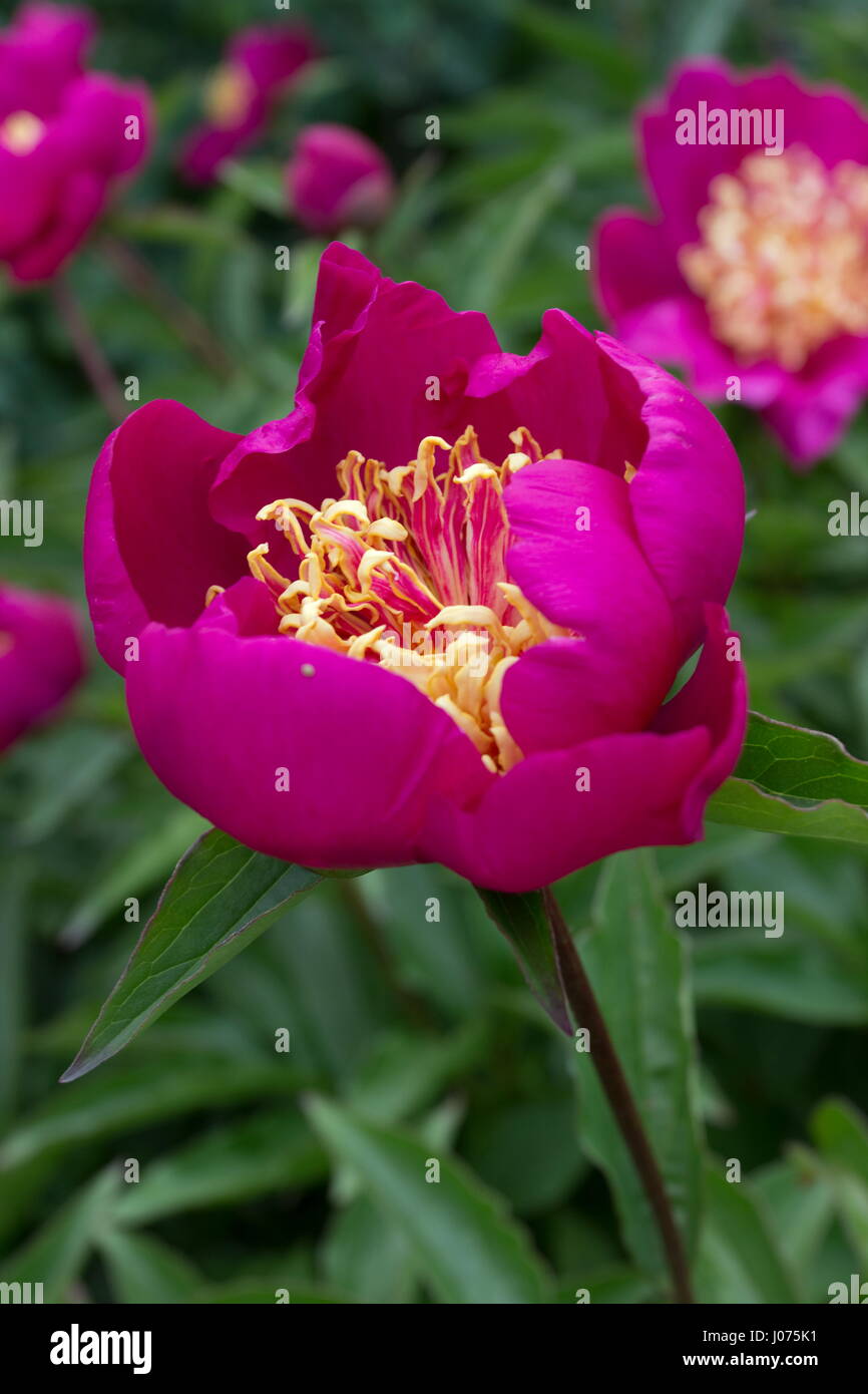 Deep flower border hi-res stock photography and images - Alamy