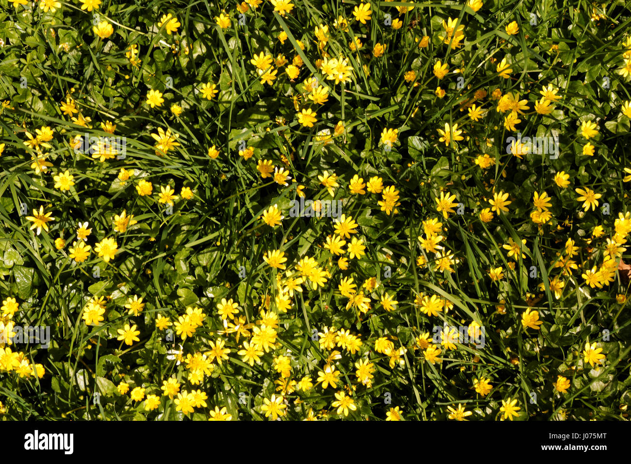 Yellow Lesser Celandine flowers (Ranunculus ficaria Stock Photo - Alamy