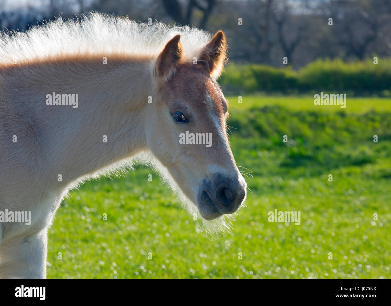 Haflinger foal hi-res stock photography and images - Alamy