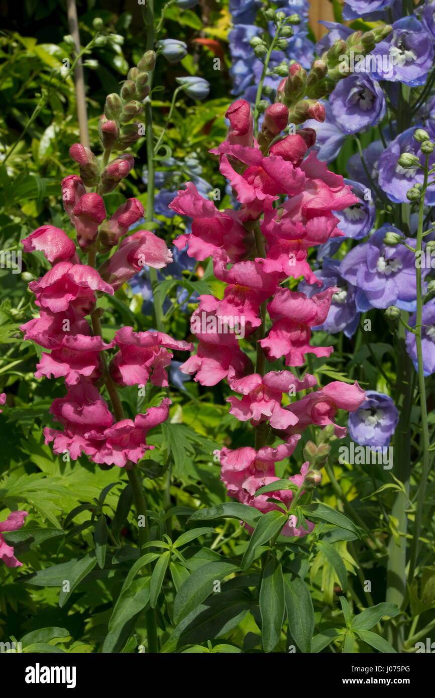 Delphinium guardian series hi-res stock photography and images - Alamy