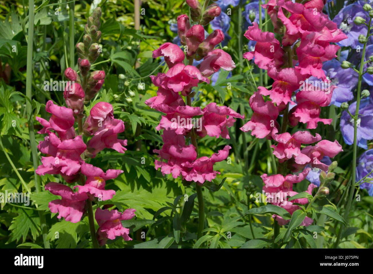 Antirrhinum majus Coronette series Snapdragon Stock Photo - Alamy