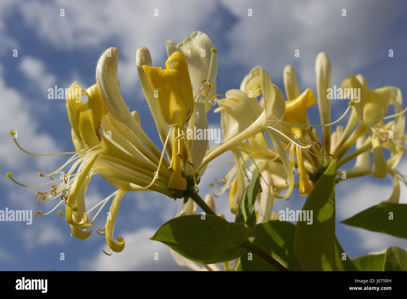 Lonicera periclymenum Scentsation Honeysuckle Yellow scented flower ...