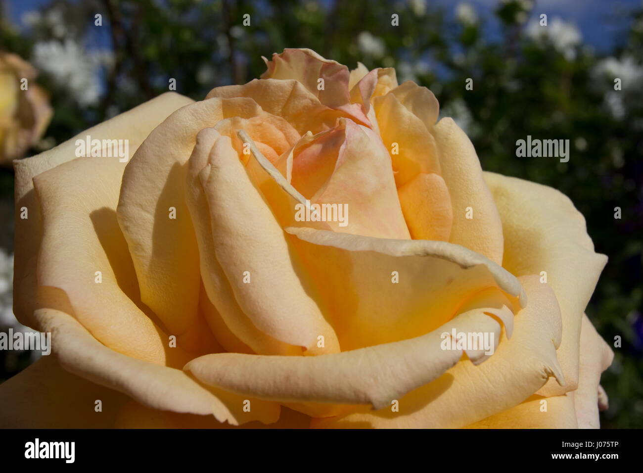 David austin hybrid hi-res stock photography and images - Alamy