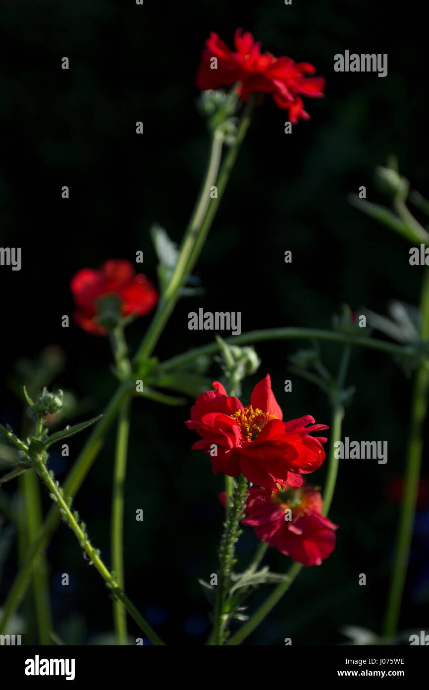 Perennial red geum hi-res stock photography and images - Alamy