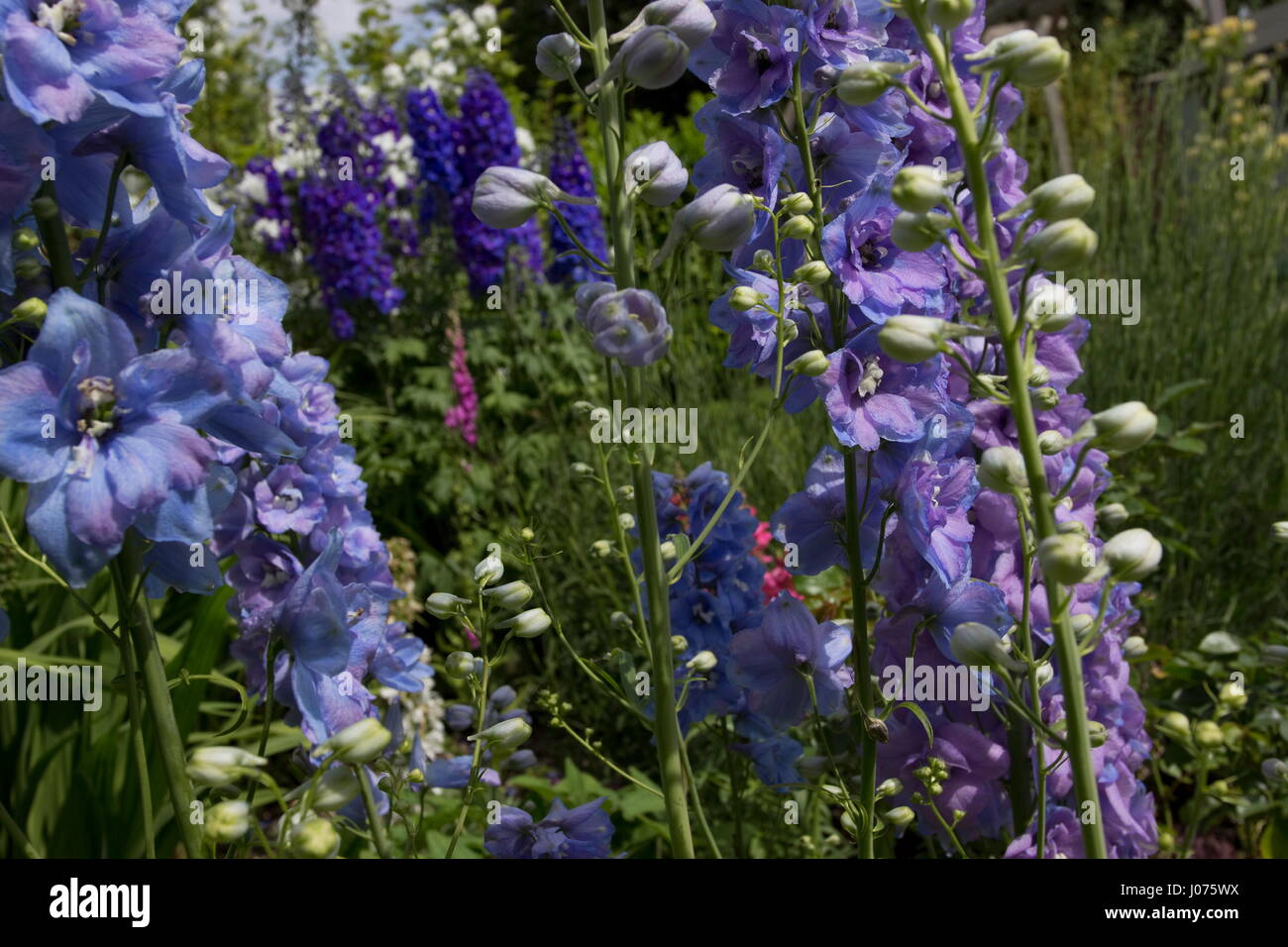 Delphinium elatum guardian Light blue flower Delphinium Guardian Blue ...