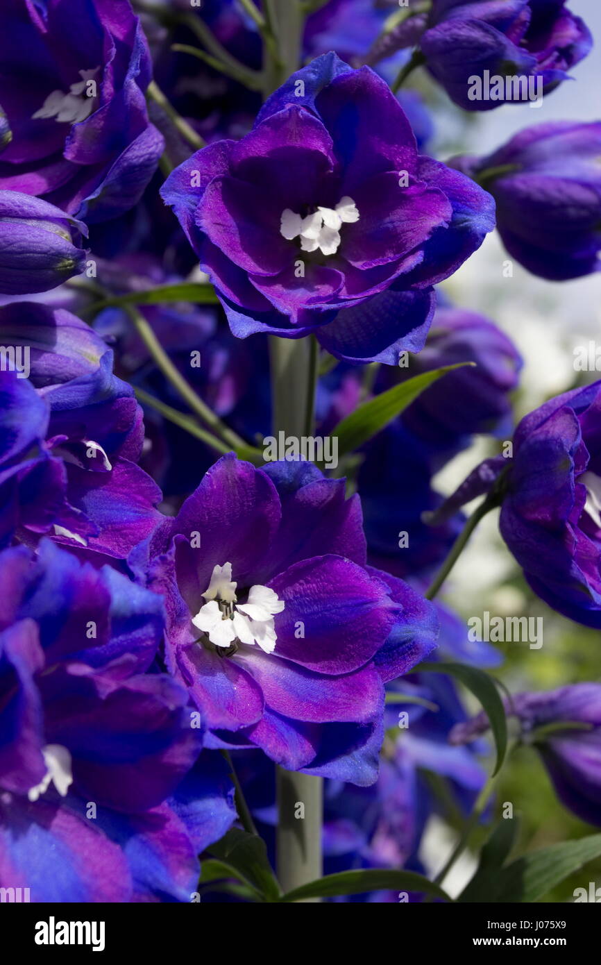 Delphinium Guardian Blue Stock Photo - Alamy