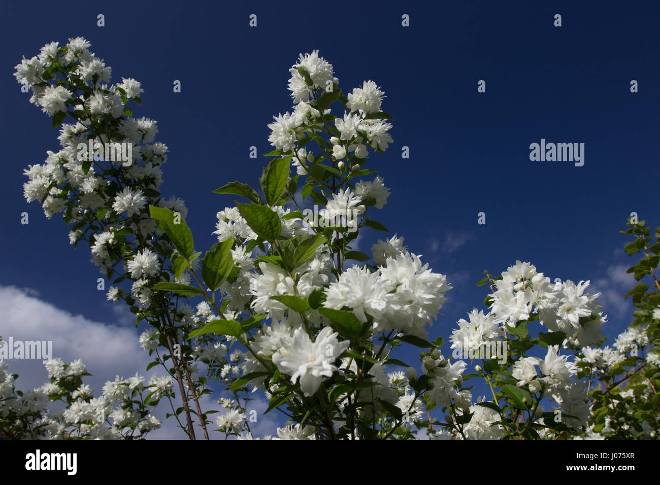 Philadelphus Buckleys Quill; Mock Orange White scented flower Stock ...