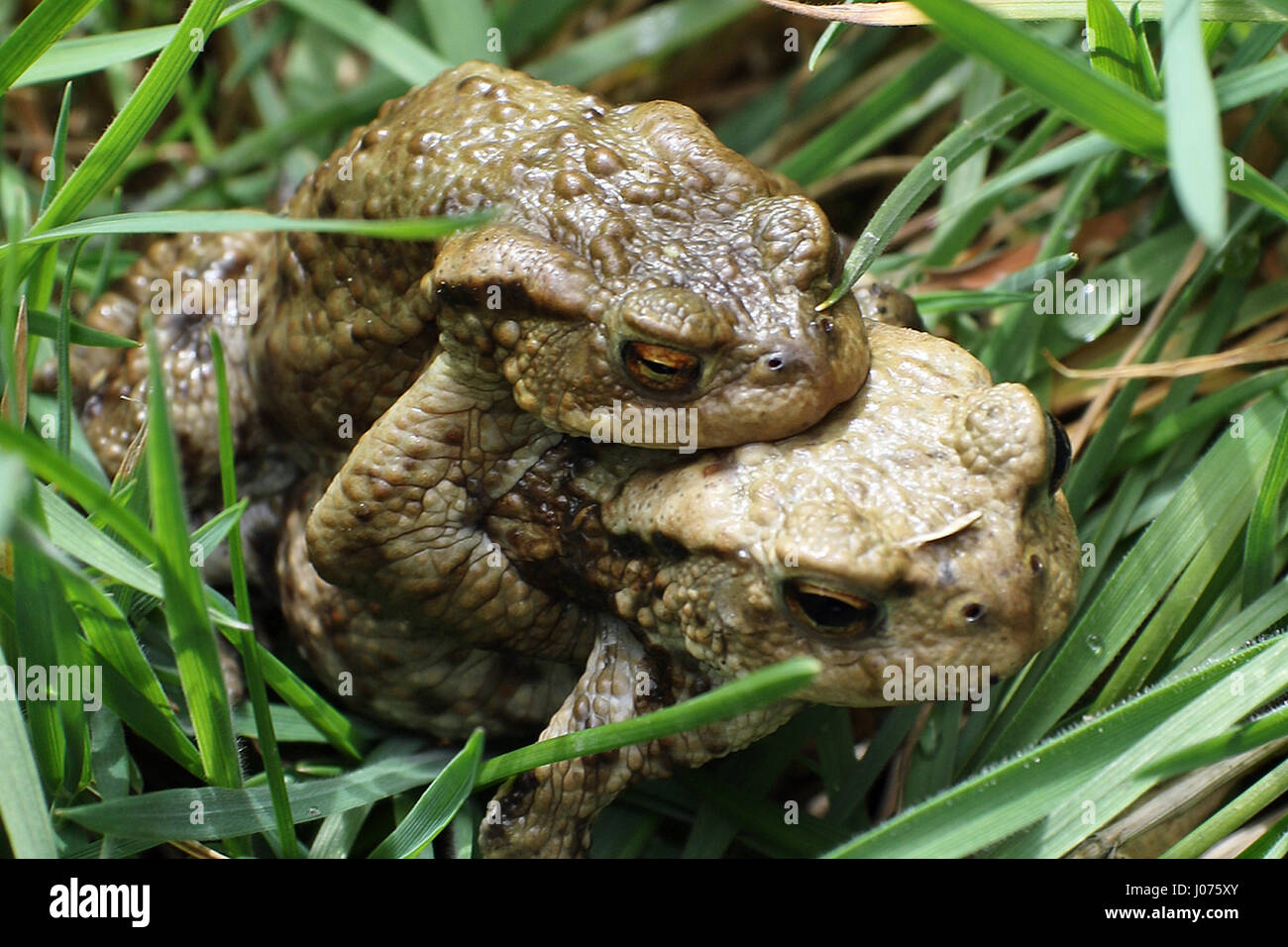The common toad, European toad, or in Anglophone parts of Europe ...