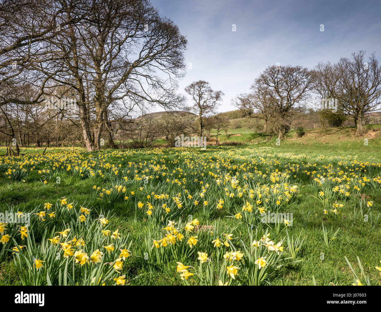 Wild Daffodils in Spring Sunshine in Farndale in the North York Moors ...