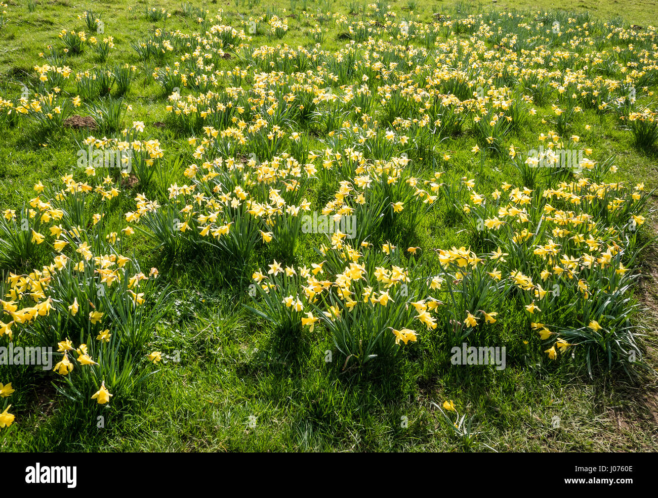 Wild Daffodils in Spring Sunshine in Farndale in the North York Moors ...