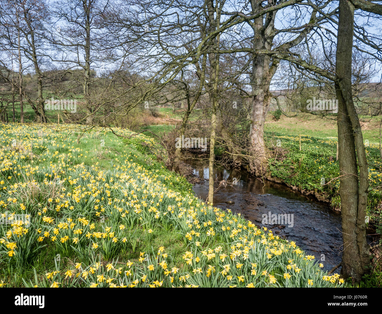 River Dove and Wild Daffodils in Spring Sunshine in Farndale in the ...