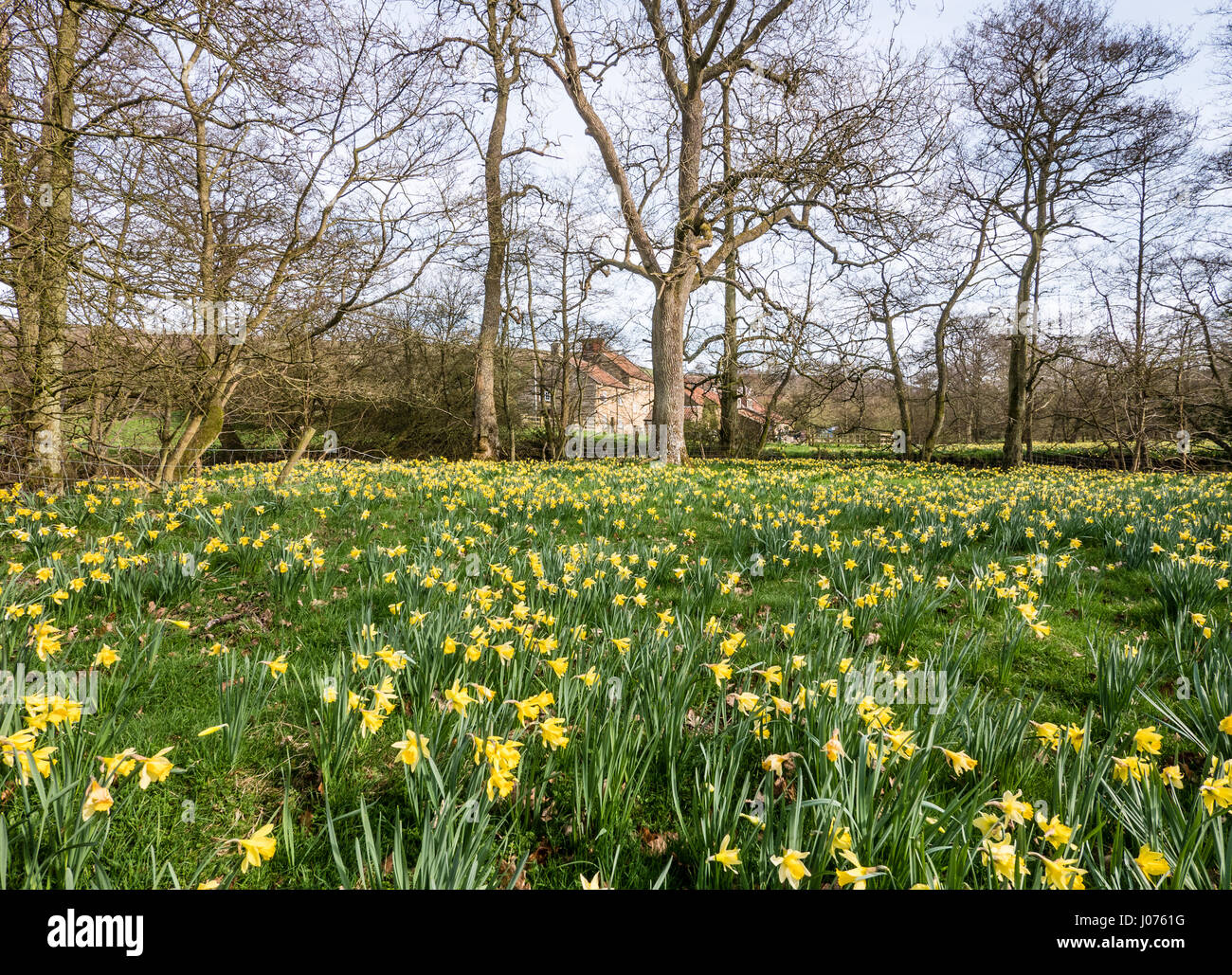Wild Daffodils and Cottage in Spring Sunshine in Farndale in the North ...